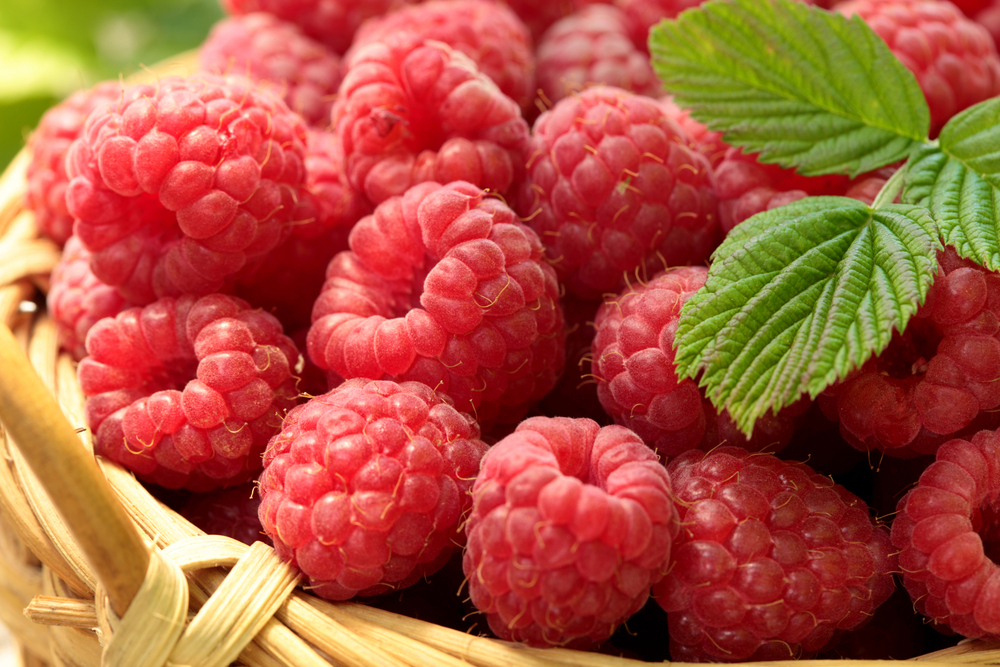 Sohati - فوائد التوت البري الاحمر